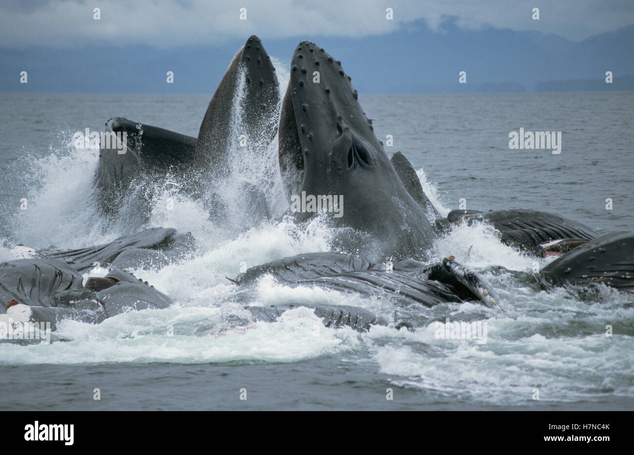 Humpback Whale (Megaptera novaeangliae) cooperative gulp feeding on ...