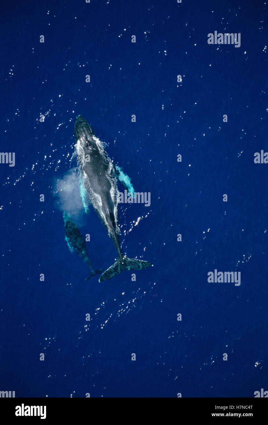Humpback Whale (Megaptera novaeangliae) aerial measuring shot of cow ...