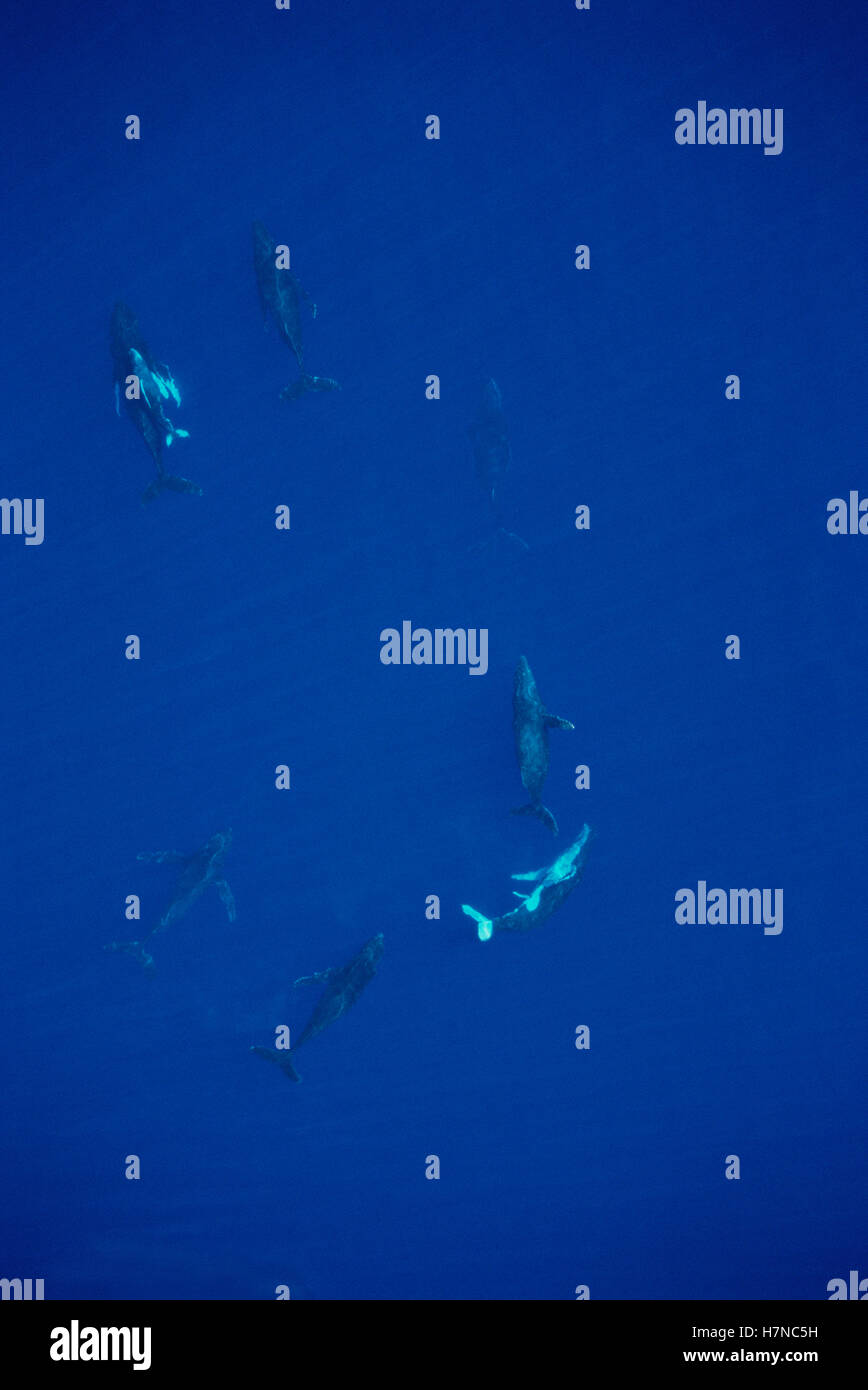 Humpback Whale (Megaptera novaeangliae) cow, calf and escort followed ...