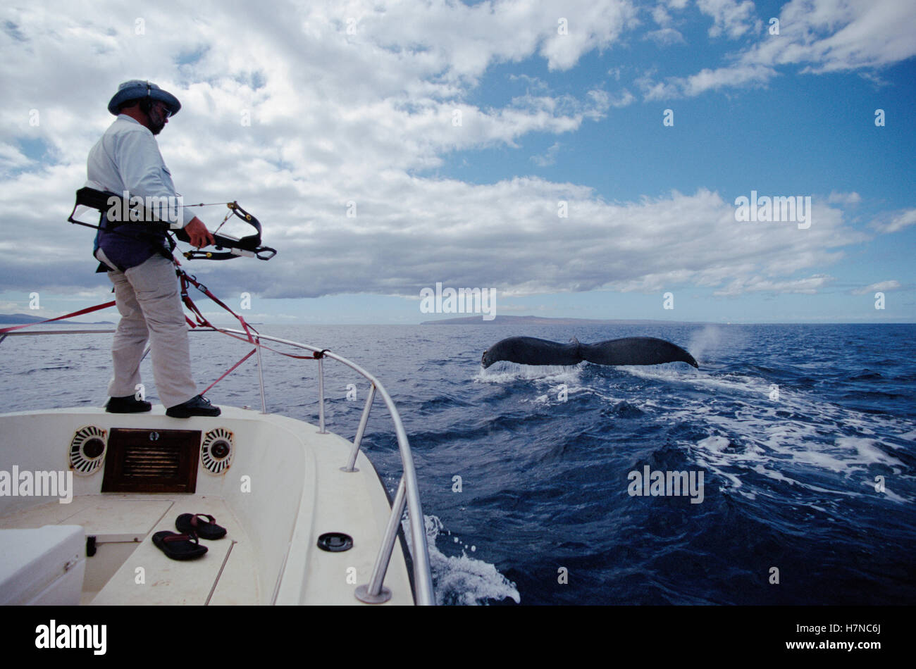 Humpback Whale (Megaptera novaeangliae) researcher Dr Bruce Mate ...