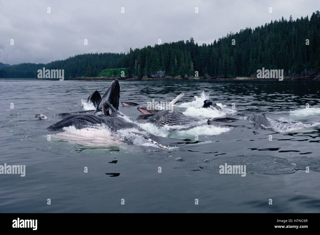 Humpback Whale (Megaptera novaeangliae) group engage in cooperative ...