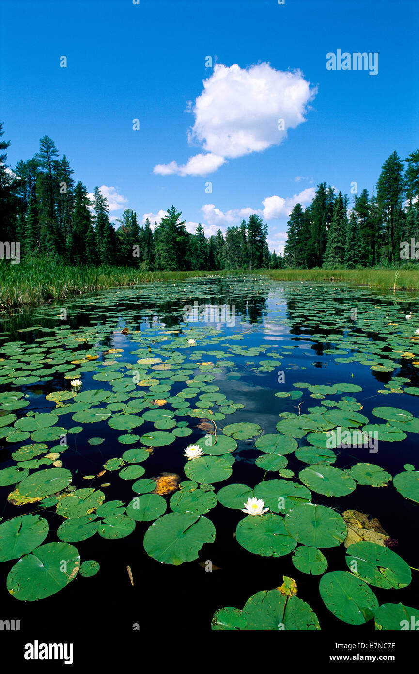 Water Lily (Nymphaea sp) cluster in pond surrounded by coniferous ...