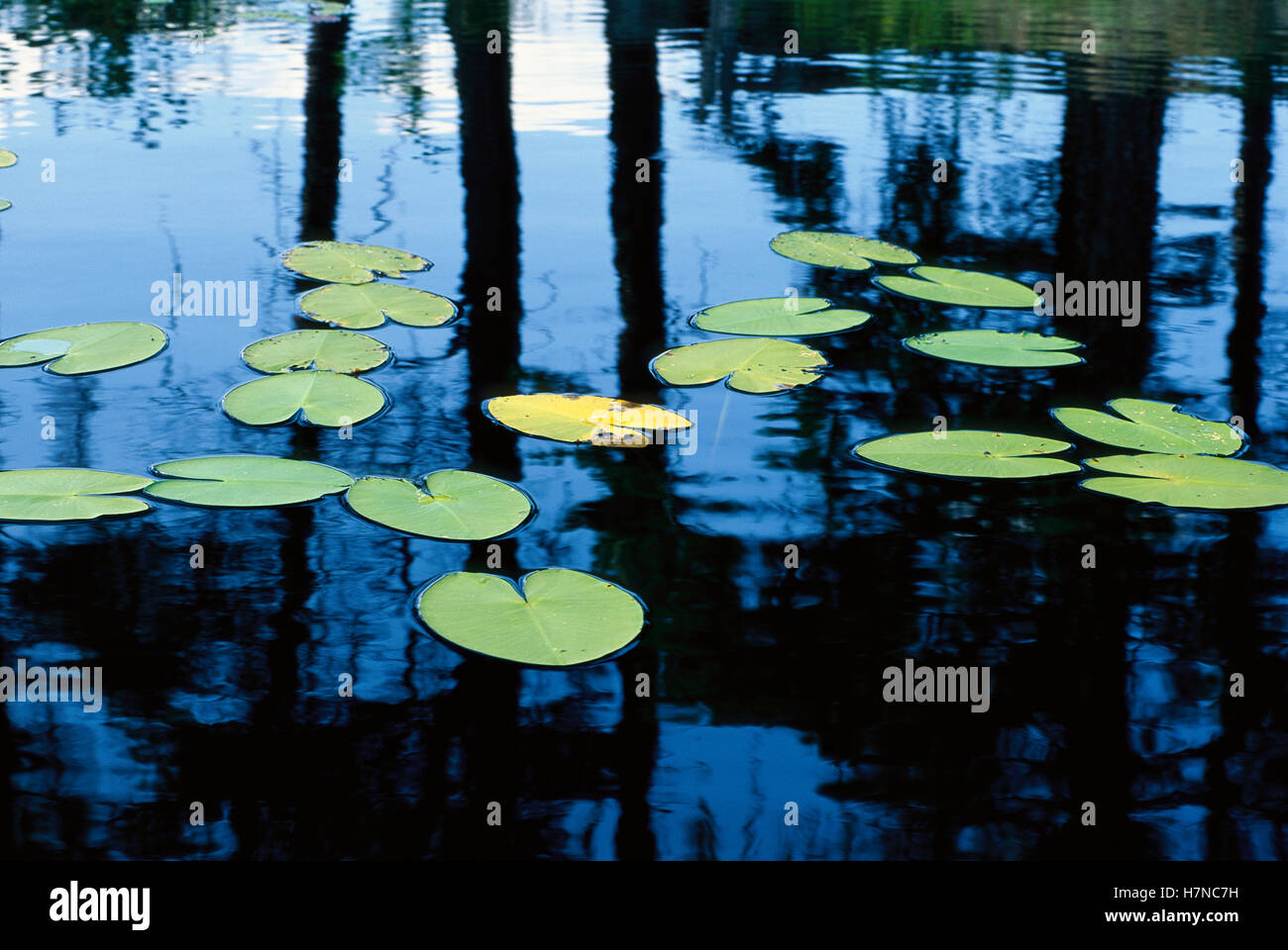 Water Lily (Nymphaea sp) pads, Boundary Waters Canoe Area Wilderness ...