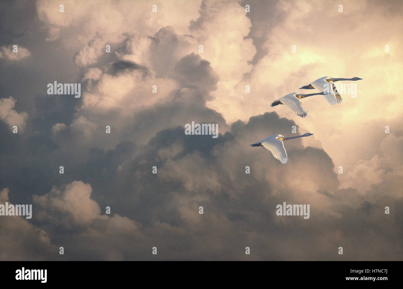Tundra Swan (Cygnus columbianus) trio flying against cloudy sky ...