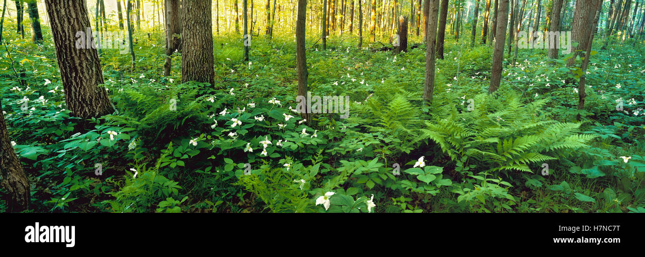 Temperate forest interior with trillium ground cover, Northwoods ...