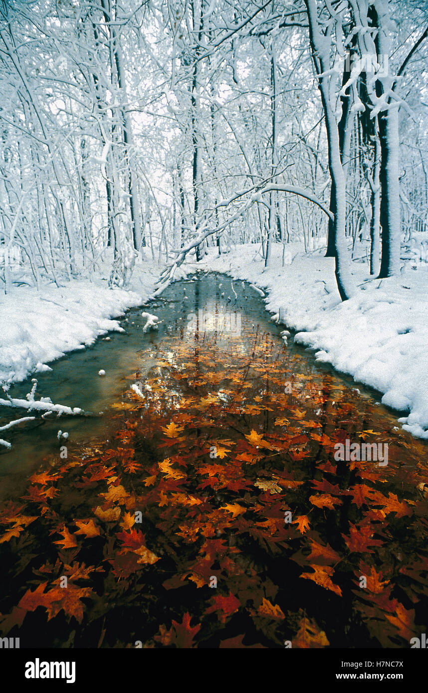 Oak (Quercus sp) leaves in stream with snowy forest, Minnesota Stock ...