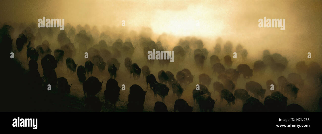 American Bison (Bison bison) herd stampeding, South Dakota Stock Photo ...