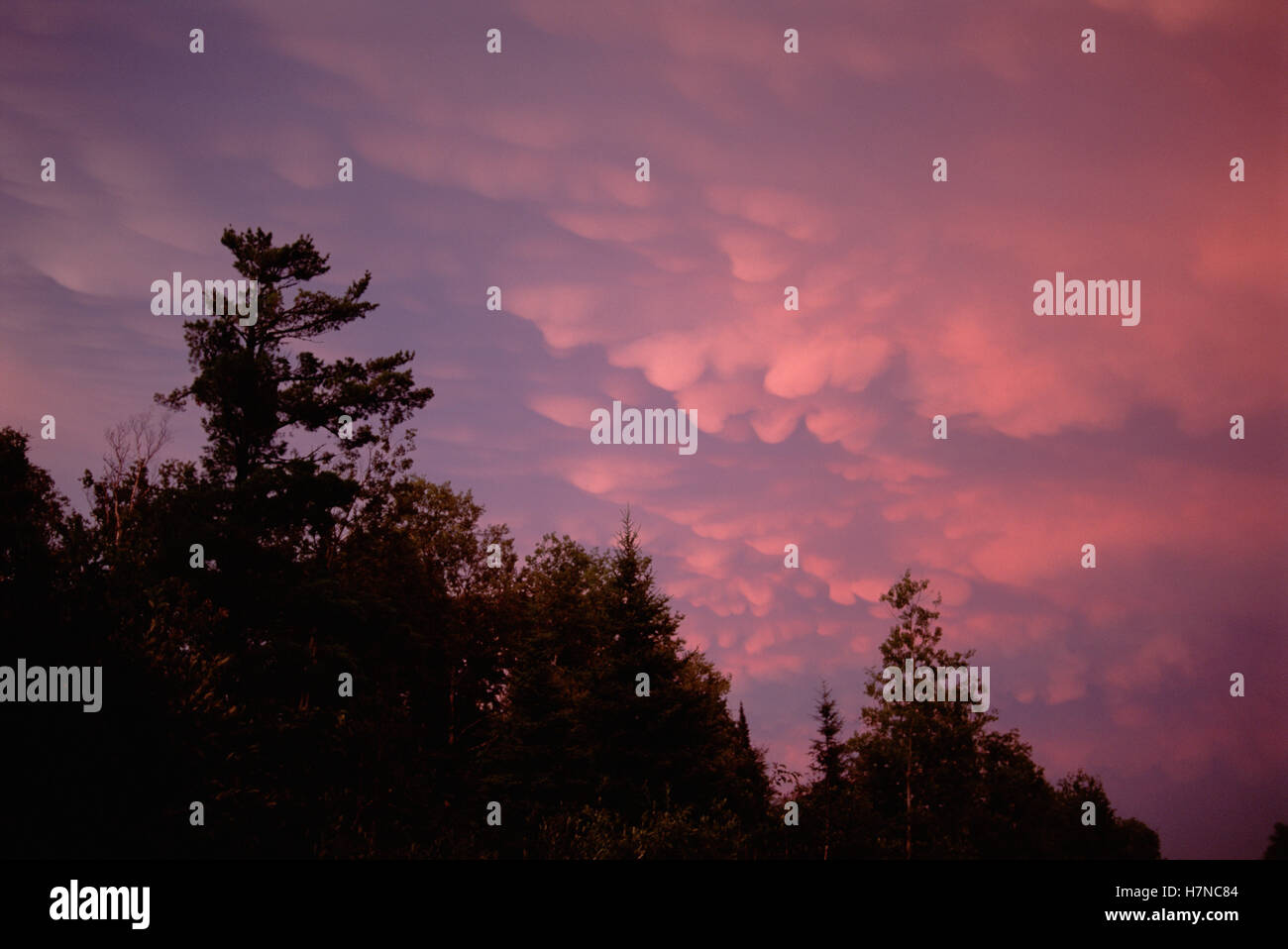 Trees silhouetted against pink sky, Minnesota Stock Photo - Alamy