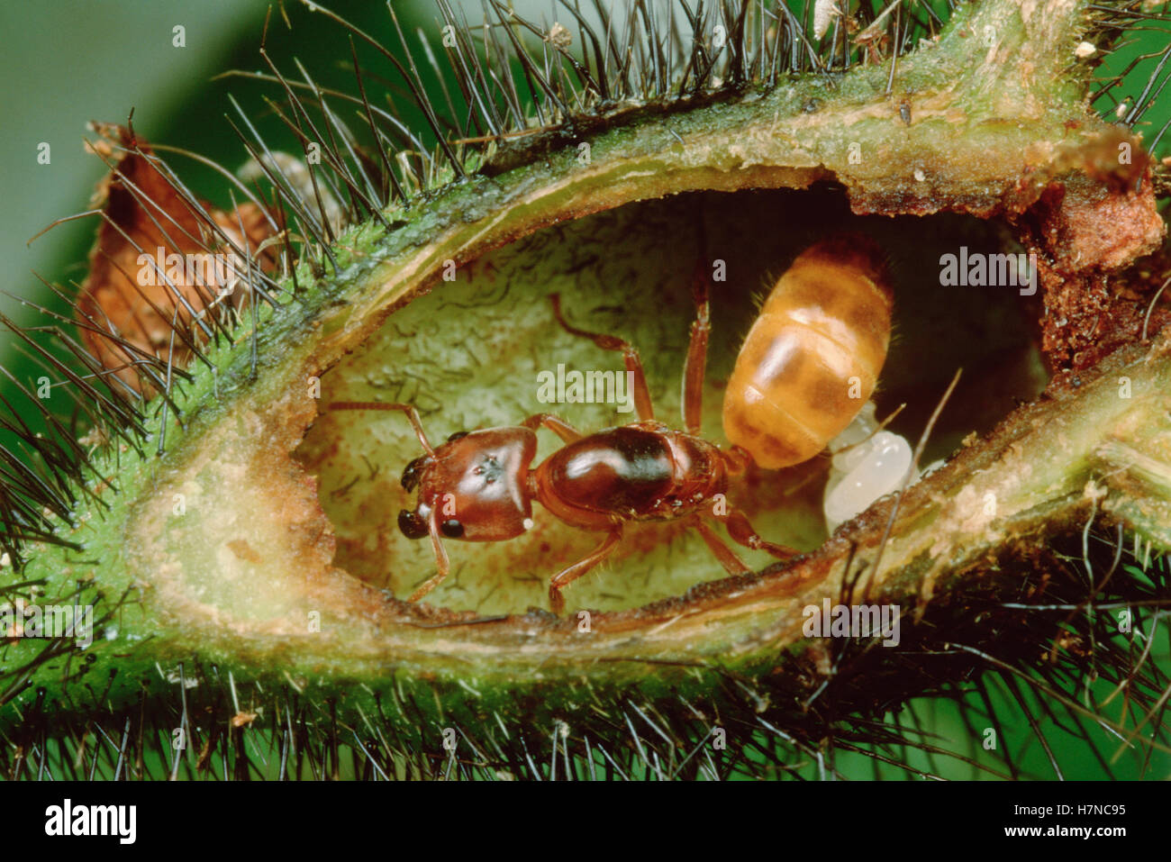 Azteca ant hi-res stock photography and images - Alamy