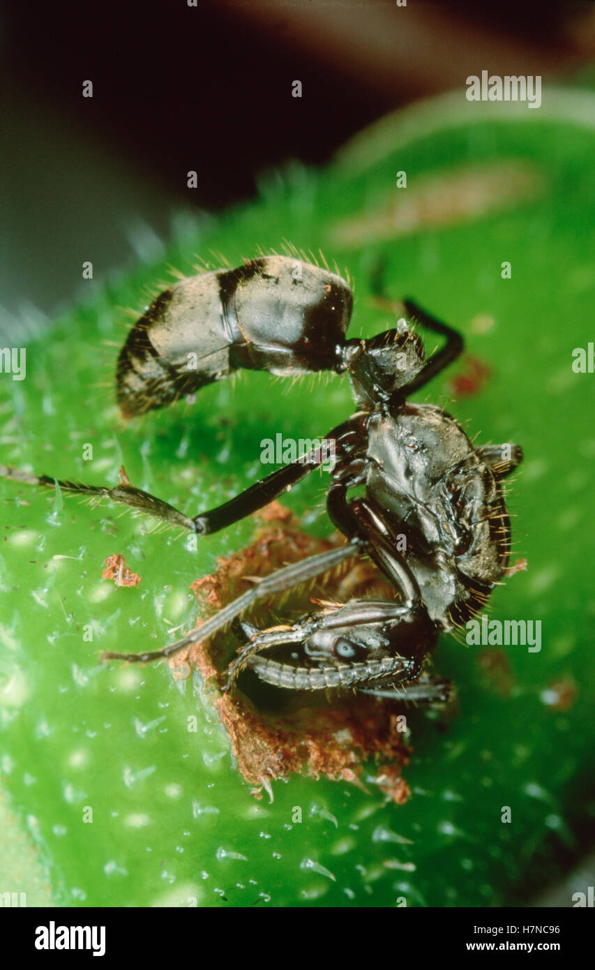 Ant (Pachycondyla sp) queen digging entry into Cecropia sp sapling in ...