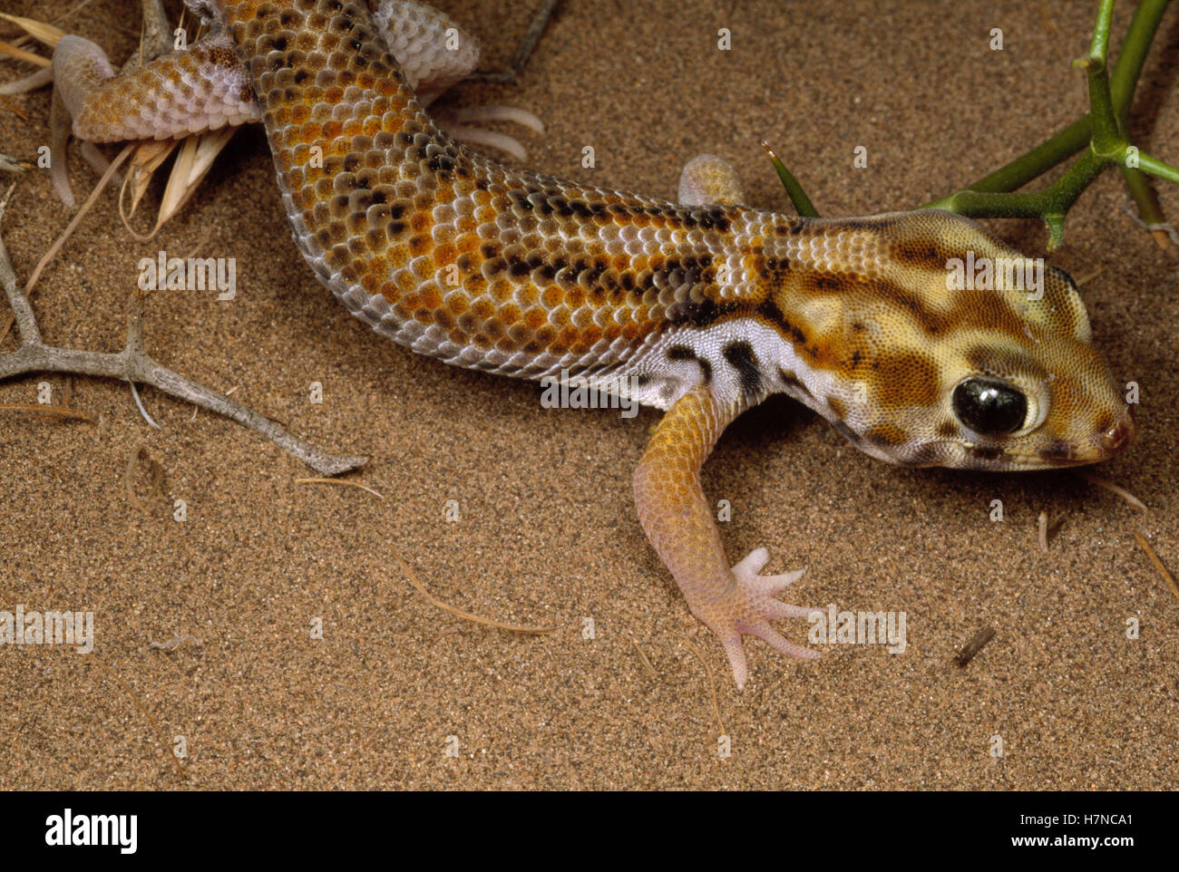 Common Wonder Gecko (Teratoscincus scincus) on dunes near Kerman, Iran ...