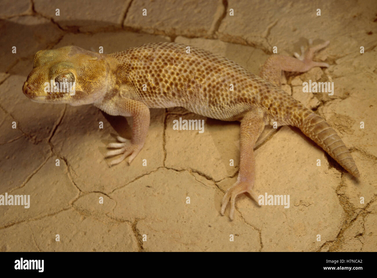 Common Wonder Gecko (Teratoscincus scincus) on dunes near Zabul, Iran ...