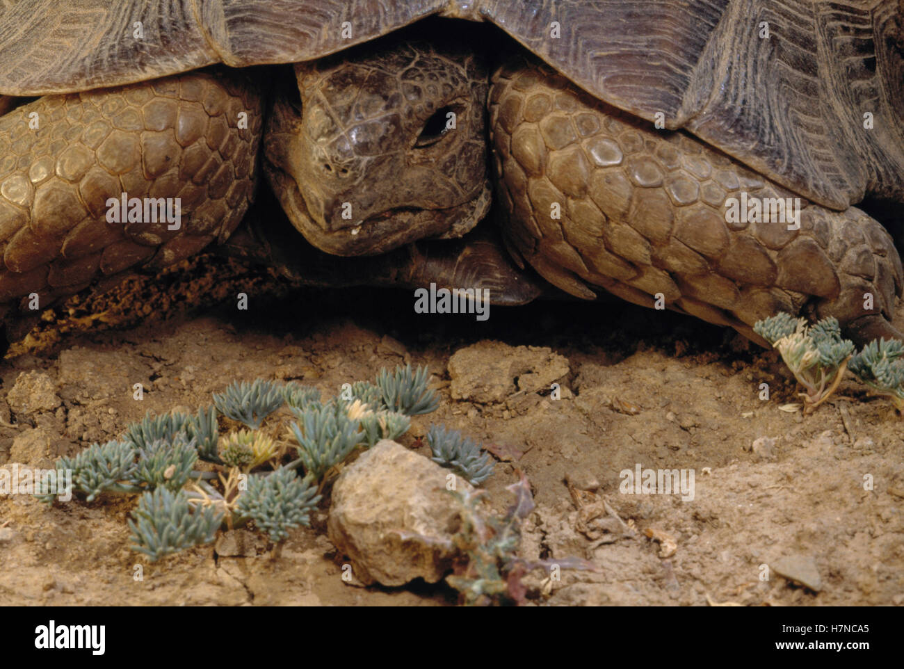 Mediterranean Spur-thighed Tortoise (Testudo graeca) near Darmazar ...