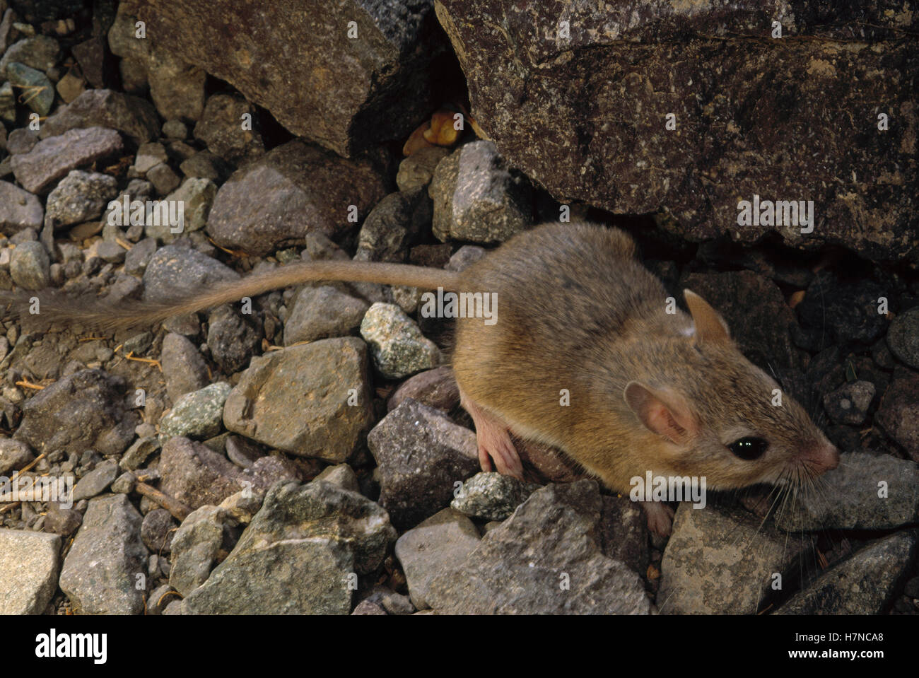 Persian Jird (Meriones persicus) Kaht, Iran Stock Photo - Alamy
