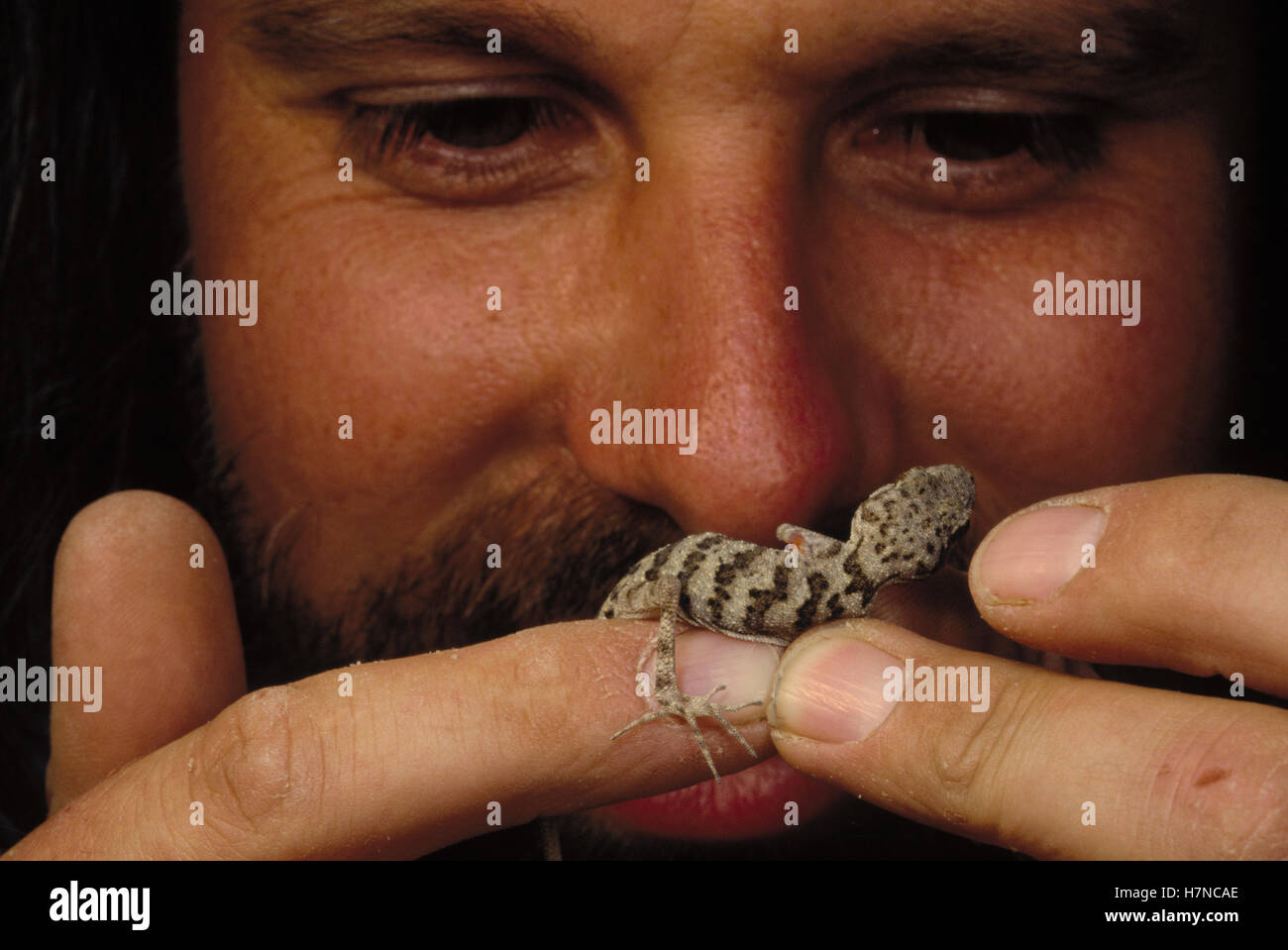Herpetologist Bob Macy with a new lizard species, Iran Stock Photo - Alamy