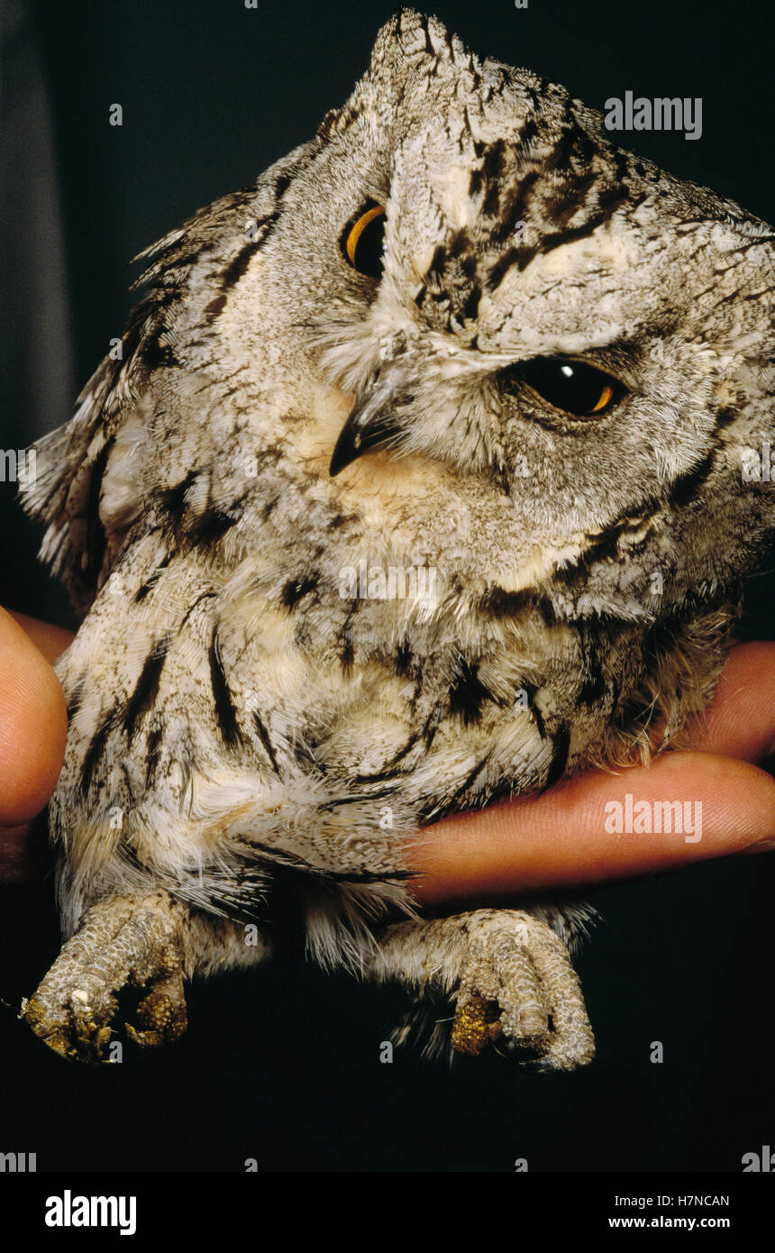 Owl caught in mist net, Kerman, Iran Stock Photo - Alamy