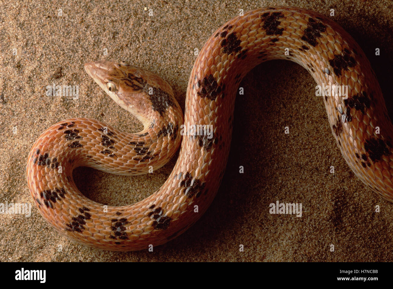 Maynard's Longnose Sand Snake (Lytorhyncus maynardi) portrait, near ...