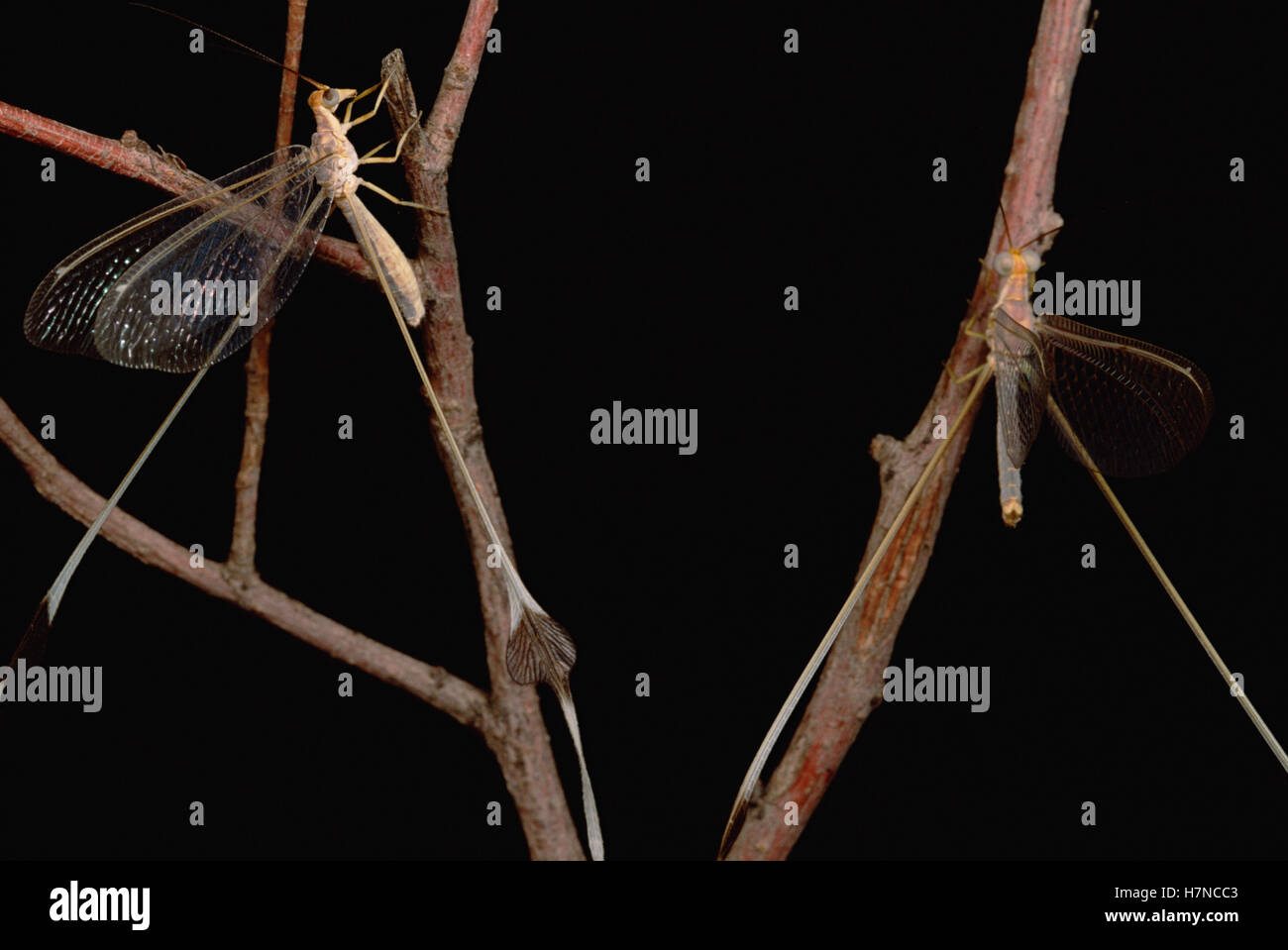 Neuropterans, Kerman Dunes, Iran Stock Photo - Alamy