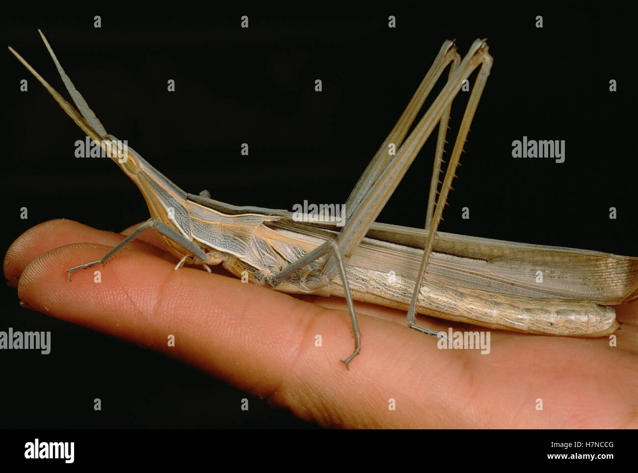 Grass-blade Grasshopper (Acrida sp), Kerman Province, Iran Stock Photo ...