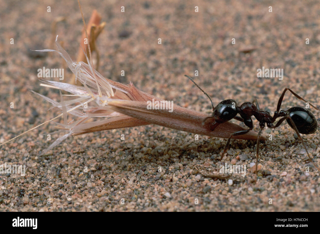 Harvester Ant (Messor sp) returning to nest with a seed it has ...