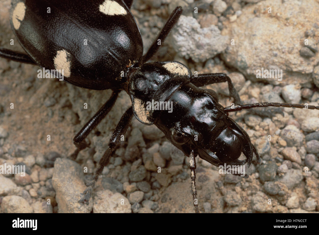 Giant Ground Beetle, Zabul, Iran Stock Photo - Alamy