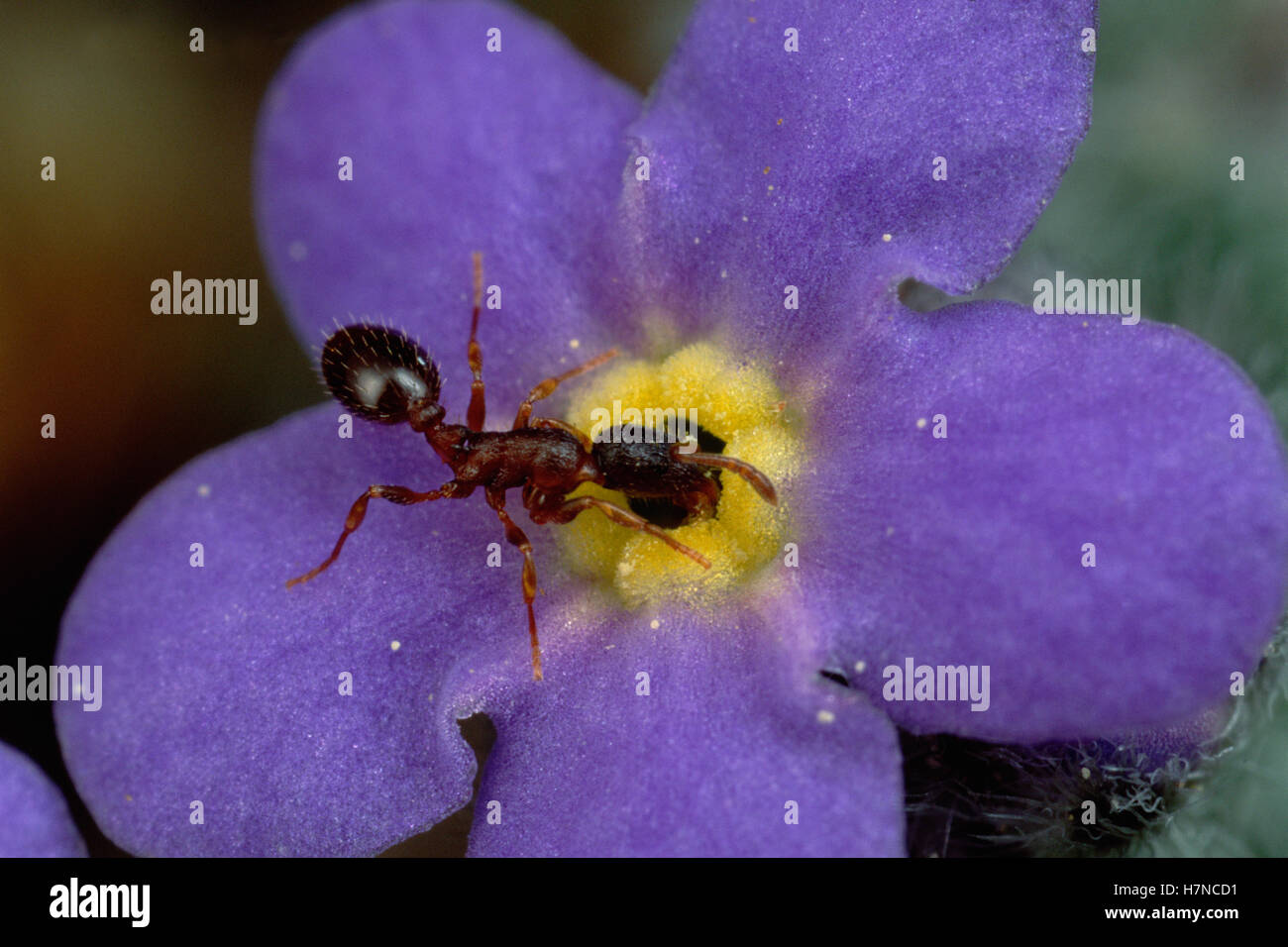 Ant (Leptothorax canadensis) with pollen enters Alpine Forget-me-not ...