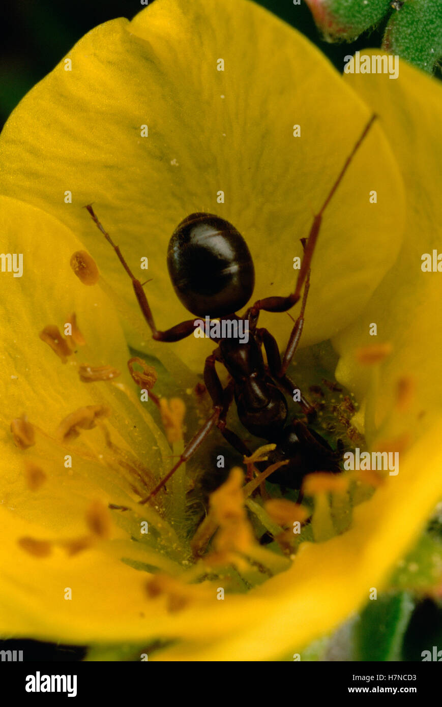 Formica ant pollinating flower, Colorado Stock Photo - Alamy