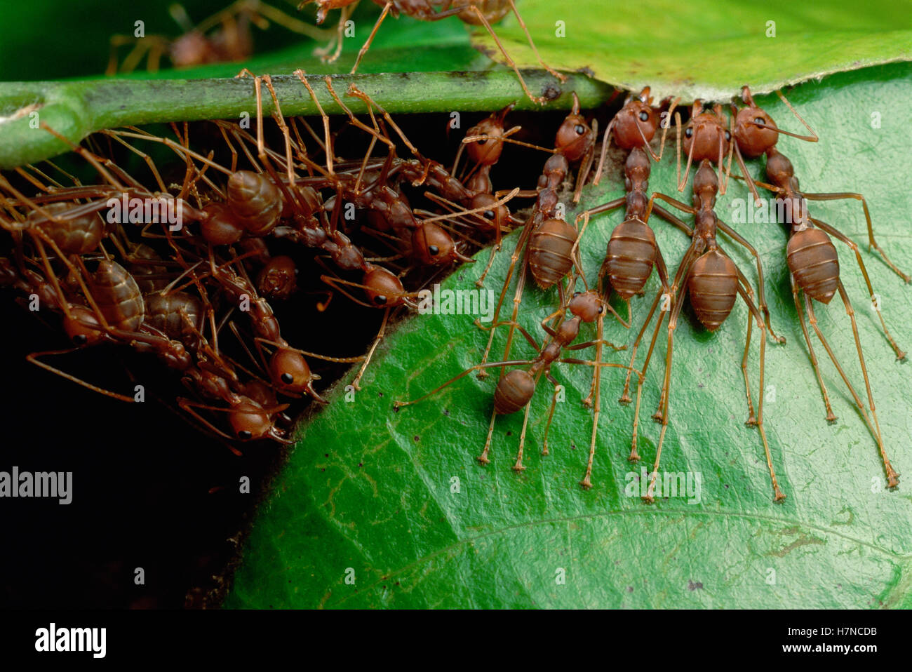 Weaver Ant (Oecophylla longinoda) group grab an adjacent leaf and stem ...