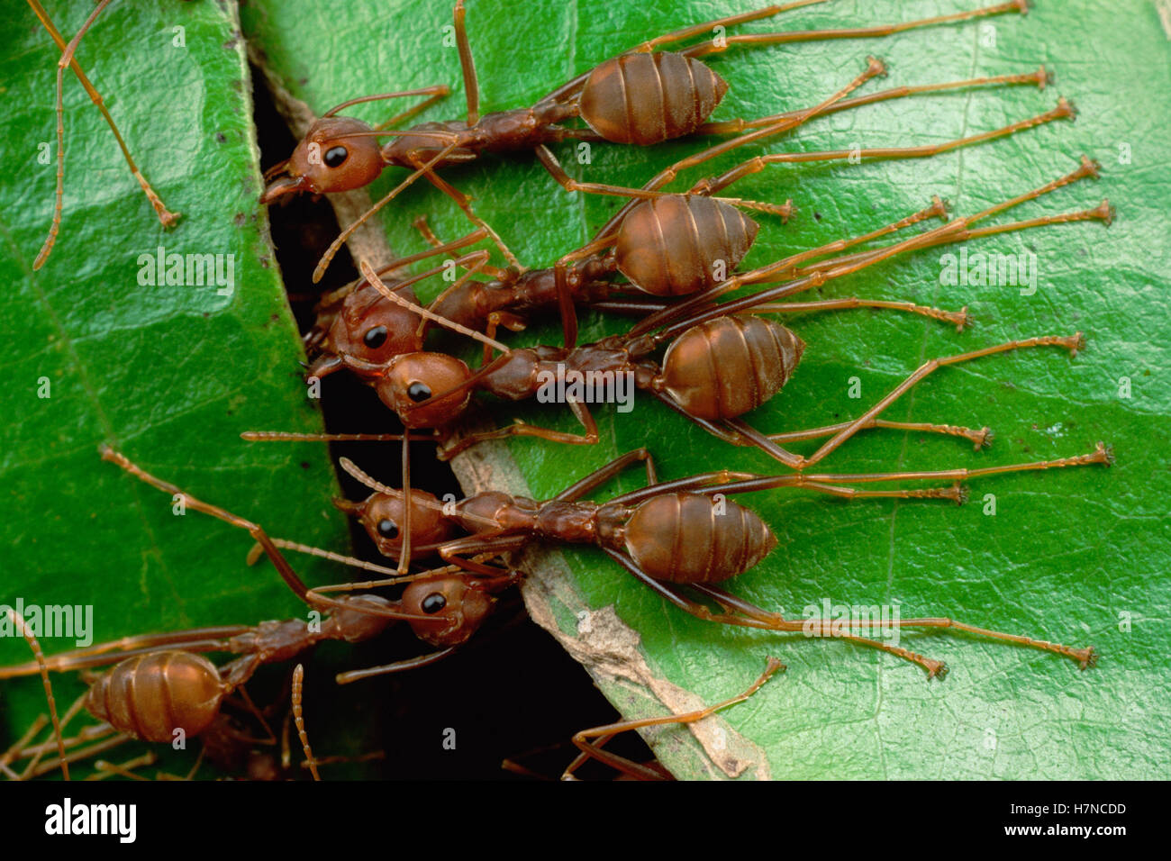 Weaver Ant (Oecophylla longinoda) group grab an adjacent leaf and stem ...