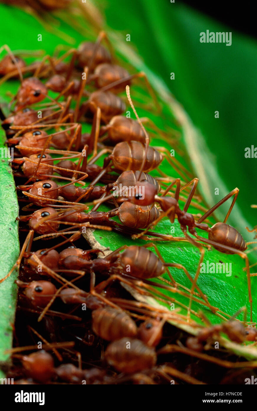 Weaver Ant (Oecophylla longinoda) group grab an adjacent leaf and stem ...
