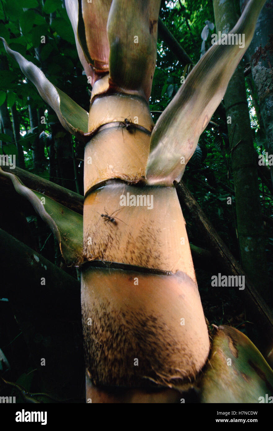 Carpenter Ant (Camponotus sp) group protect sprouting bamboo in return ...