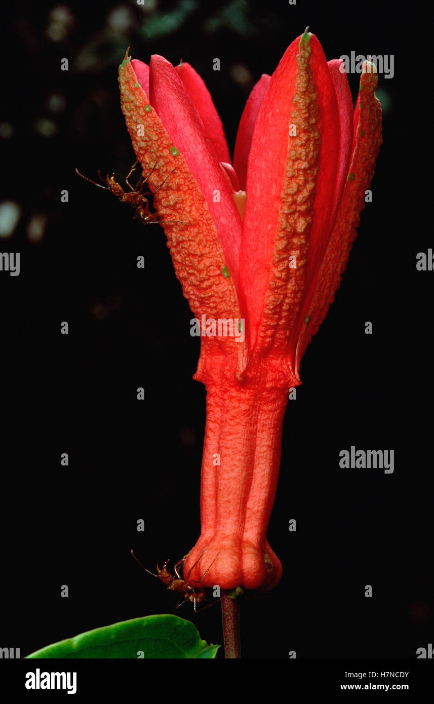 Ponerine Ant (Ectatomma tuberculatum) protect Passion Flower ...