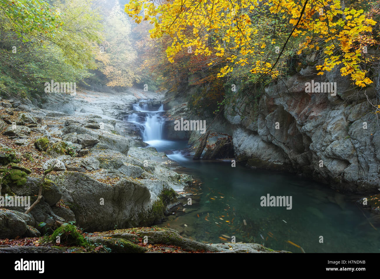 Irati forest hi-res stock photography and images - Alamy