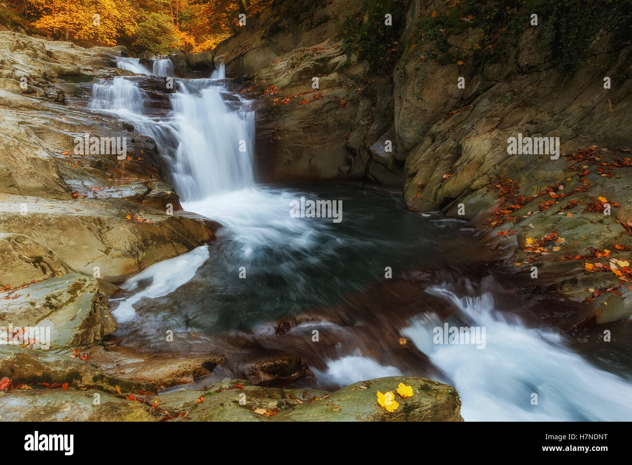 Irati forest hi-res stock photography and images - Alamy