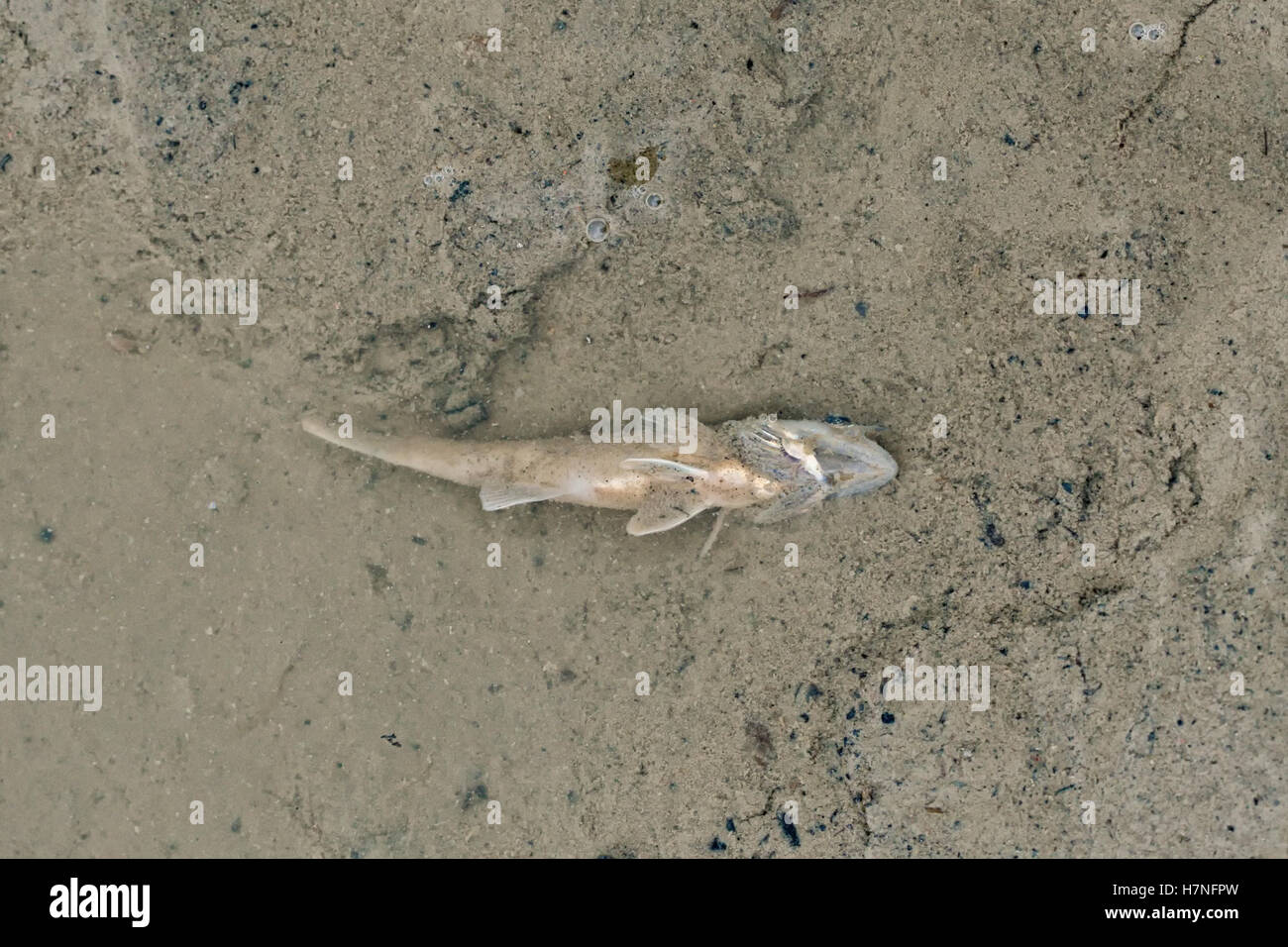 Drained fish pond hi-res stock photography and images - Alamy