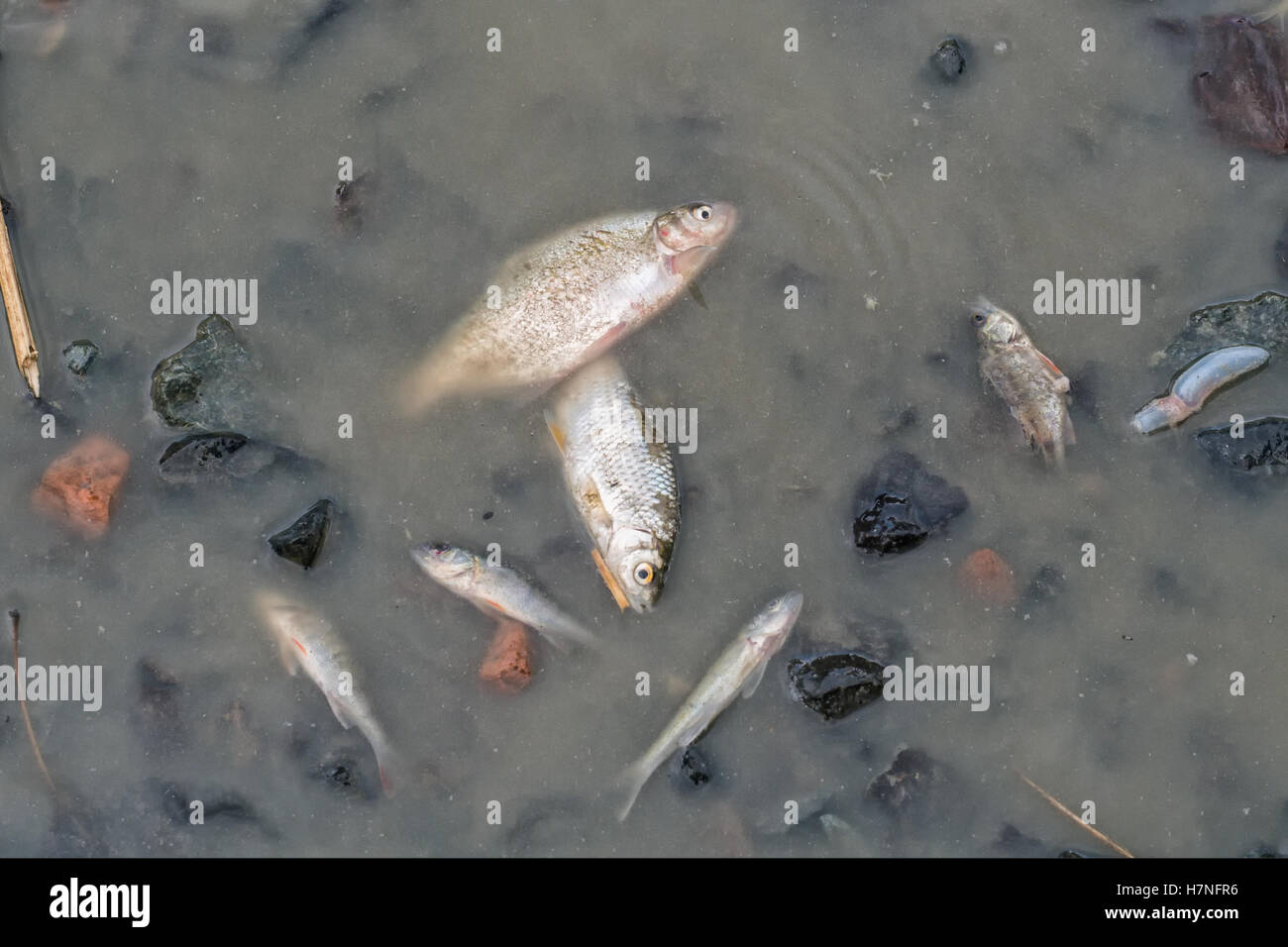 A dead fishes at the bottom of the released pond Stock Photo - Alamy
