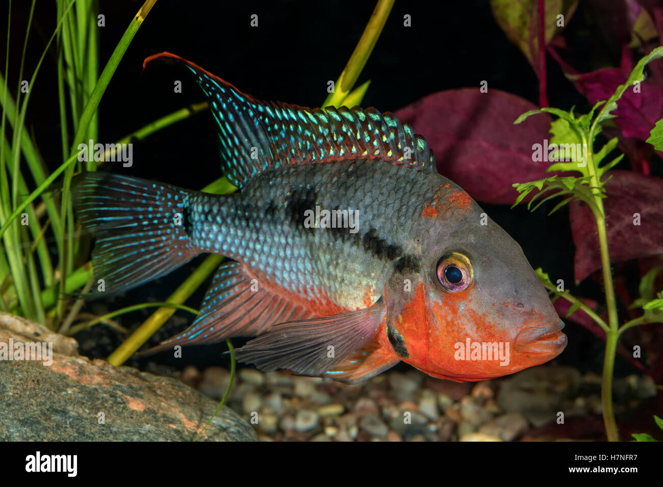 Portrait of cichlid fish from genus Thorichthys in aquarium Stock Photo ...