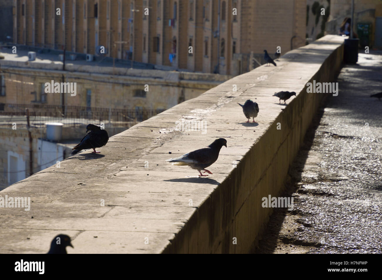 Valletta, walled capital city port of Malta. Pigeons Stock Photo - Alamy
