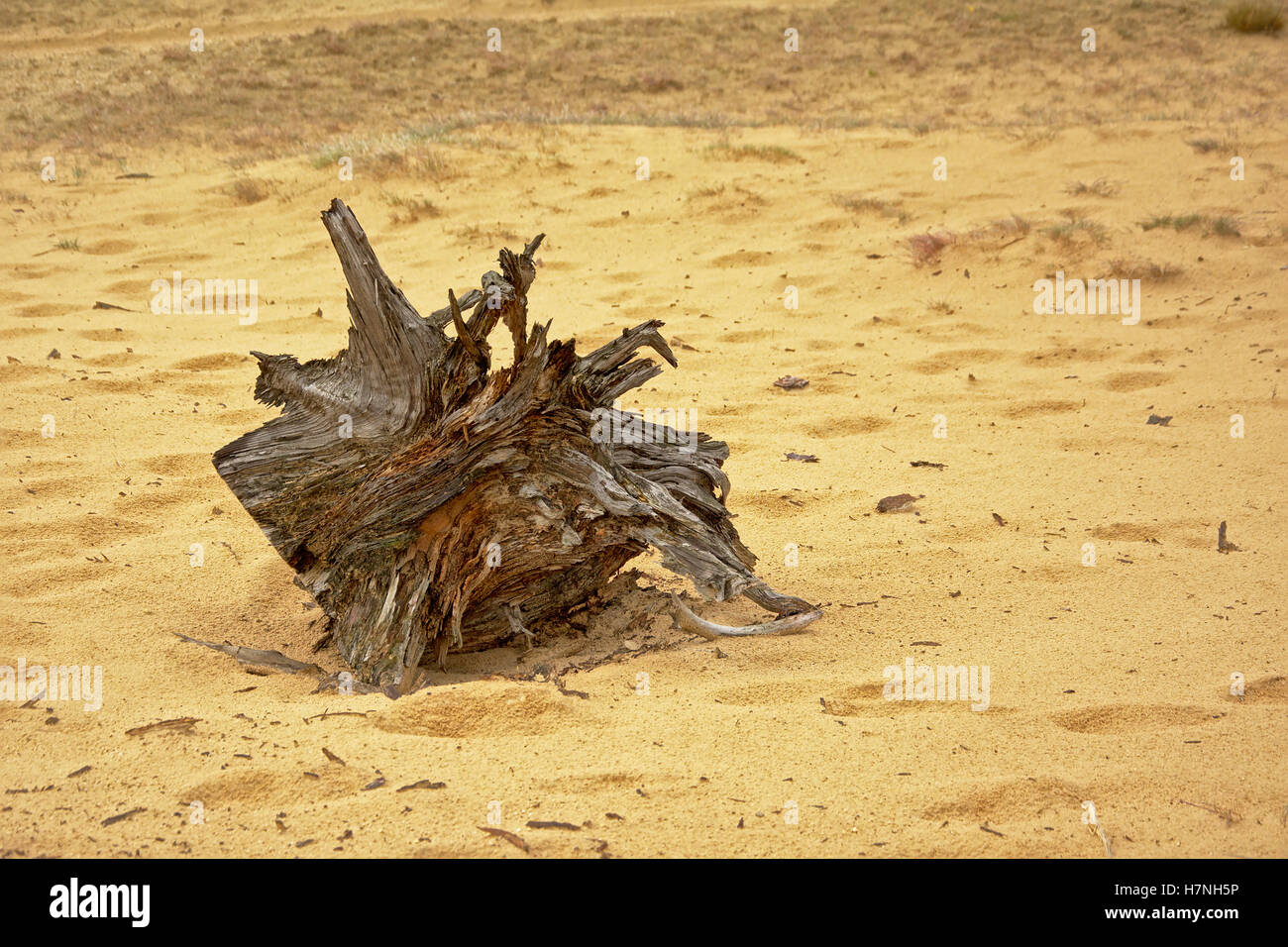 Tree trunk lying in the sand Stock Photo - Alamy