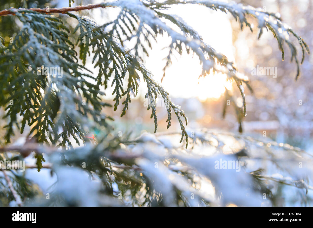 snowy tree branch at sunset Stock Photo - Alamy