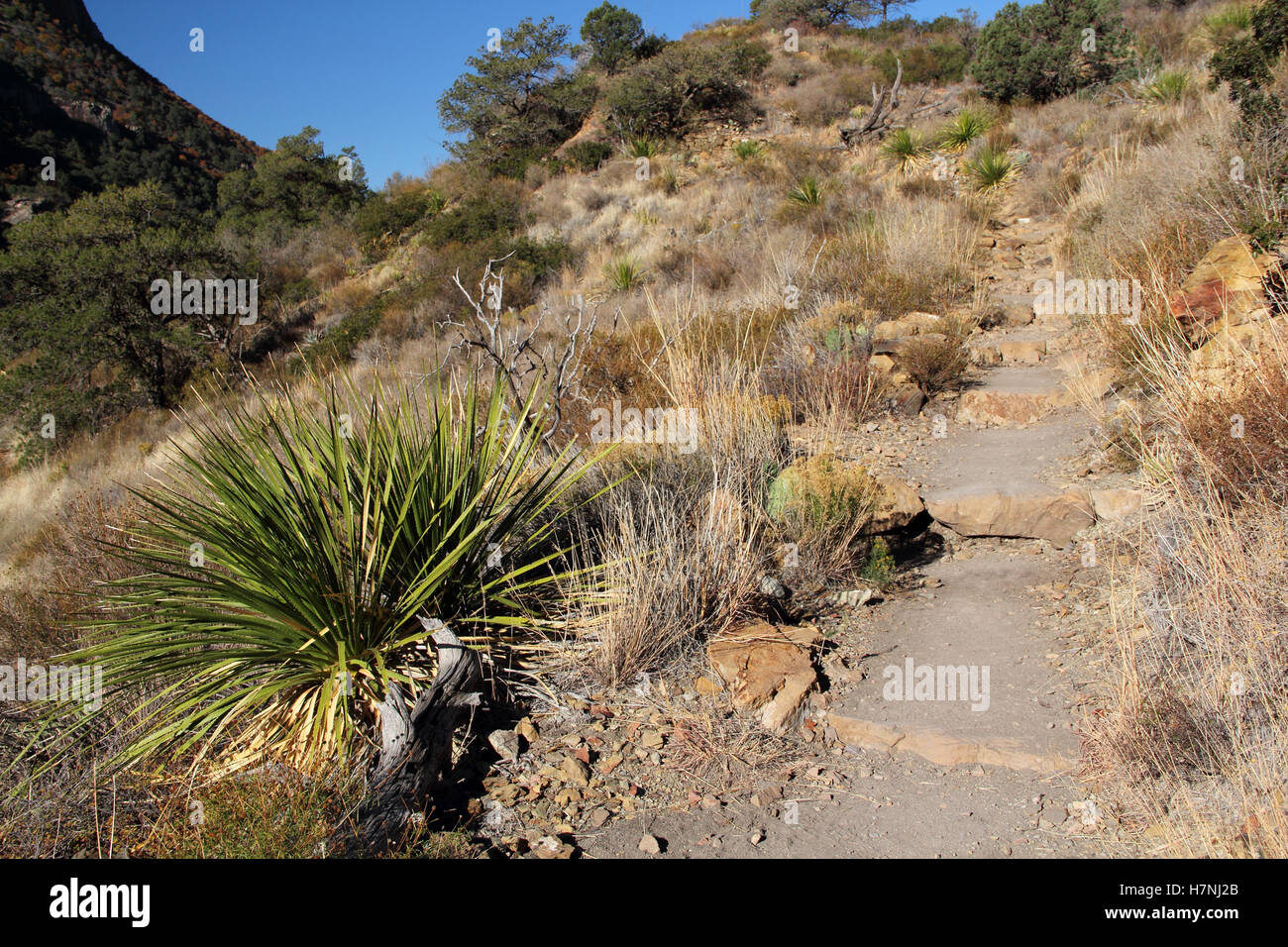 Lost Mine Trail in Big Bend National Park, Texas Stock Photo - Alamy