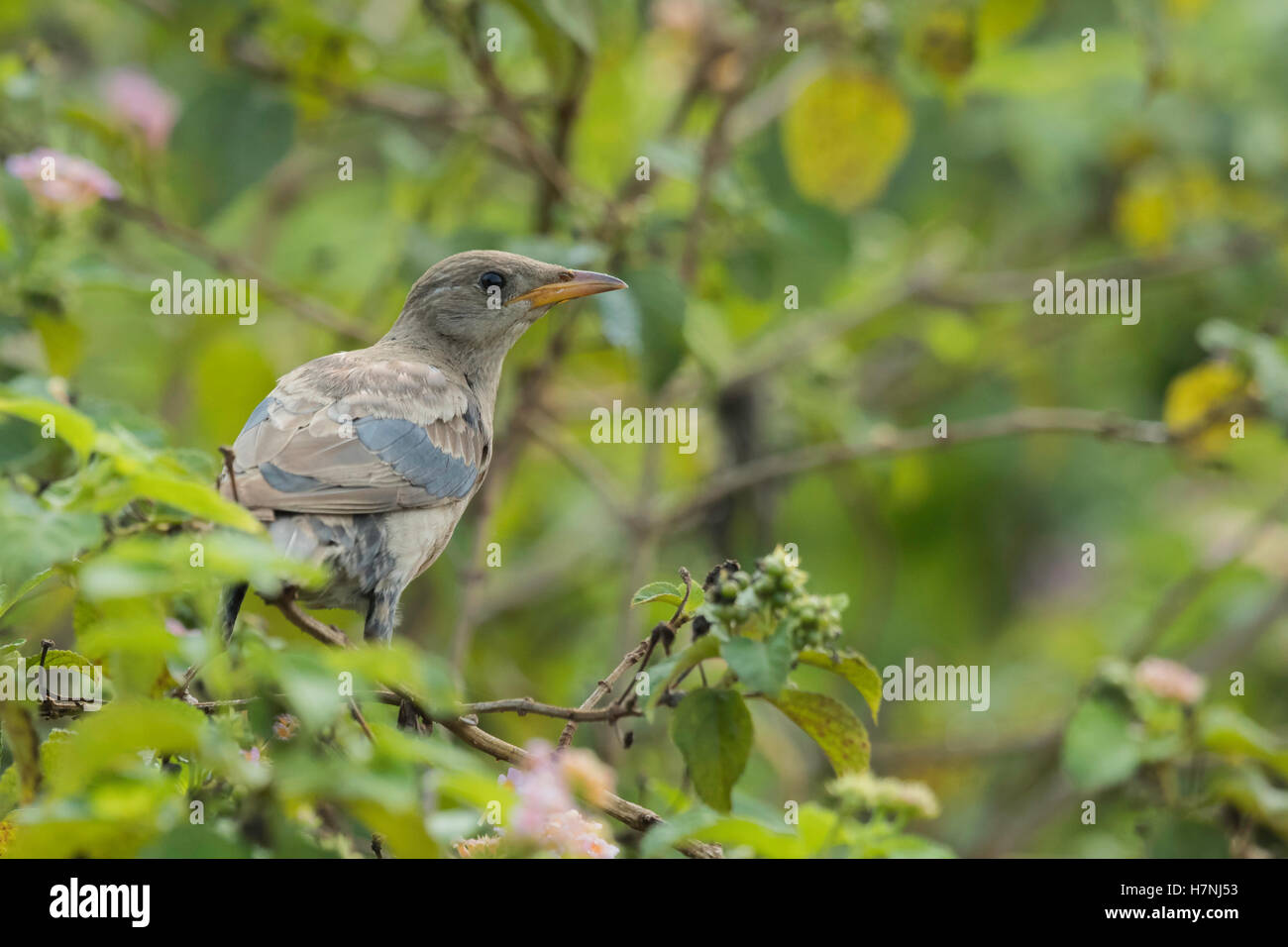 The rosy starling is a passerine bird in the starling family, Sturnidae ...