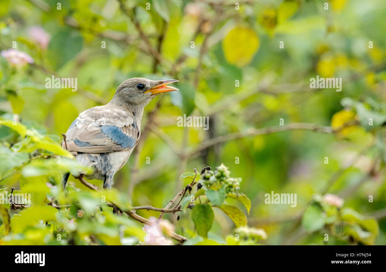 The rosy starling is a passerine bird in the starling family, Sturnidae ...