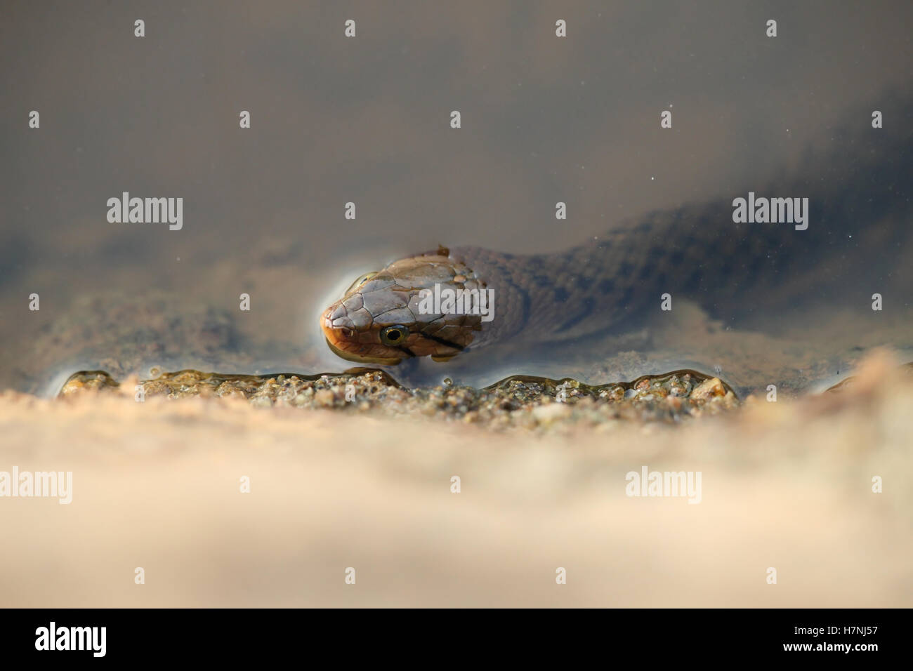 Brown water snake Stock Photo - Alamy