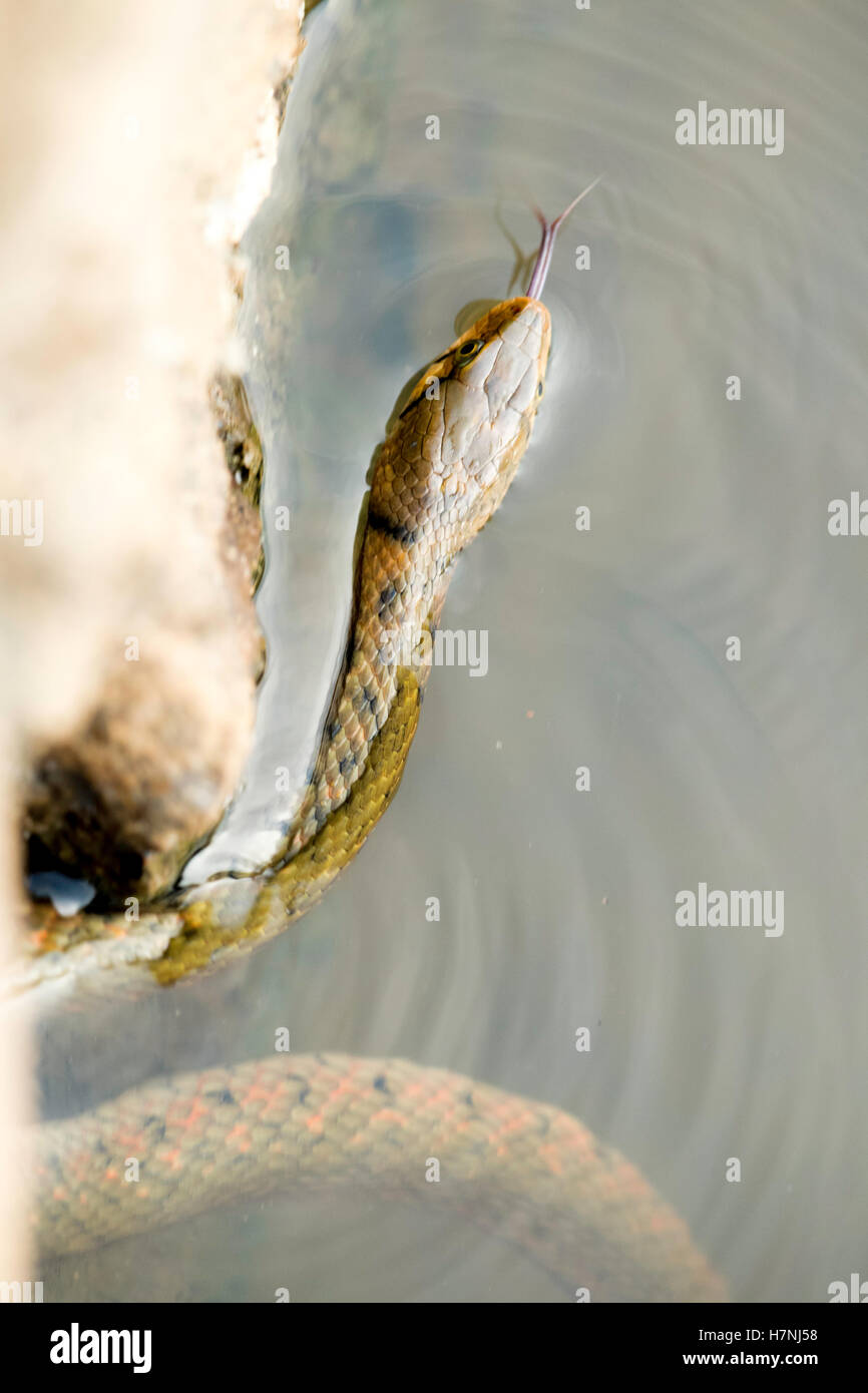 Brown water snake Stock Photo - Alamy