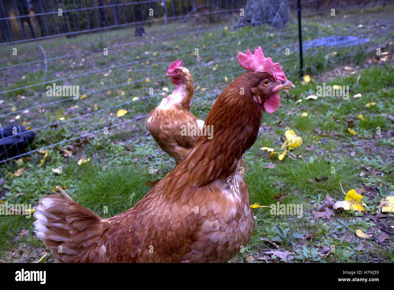 Old biddies hi-res stock photography and images - Alamy