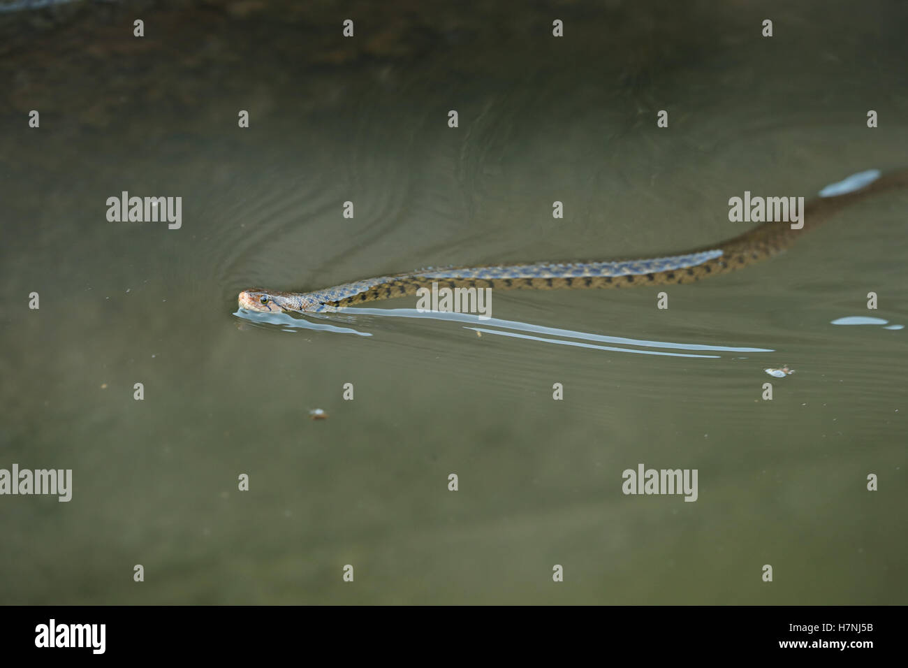 Brown water snake Stock Photo - Alamy