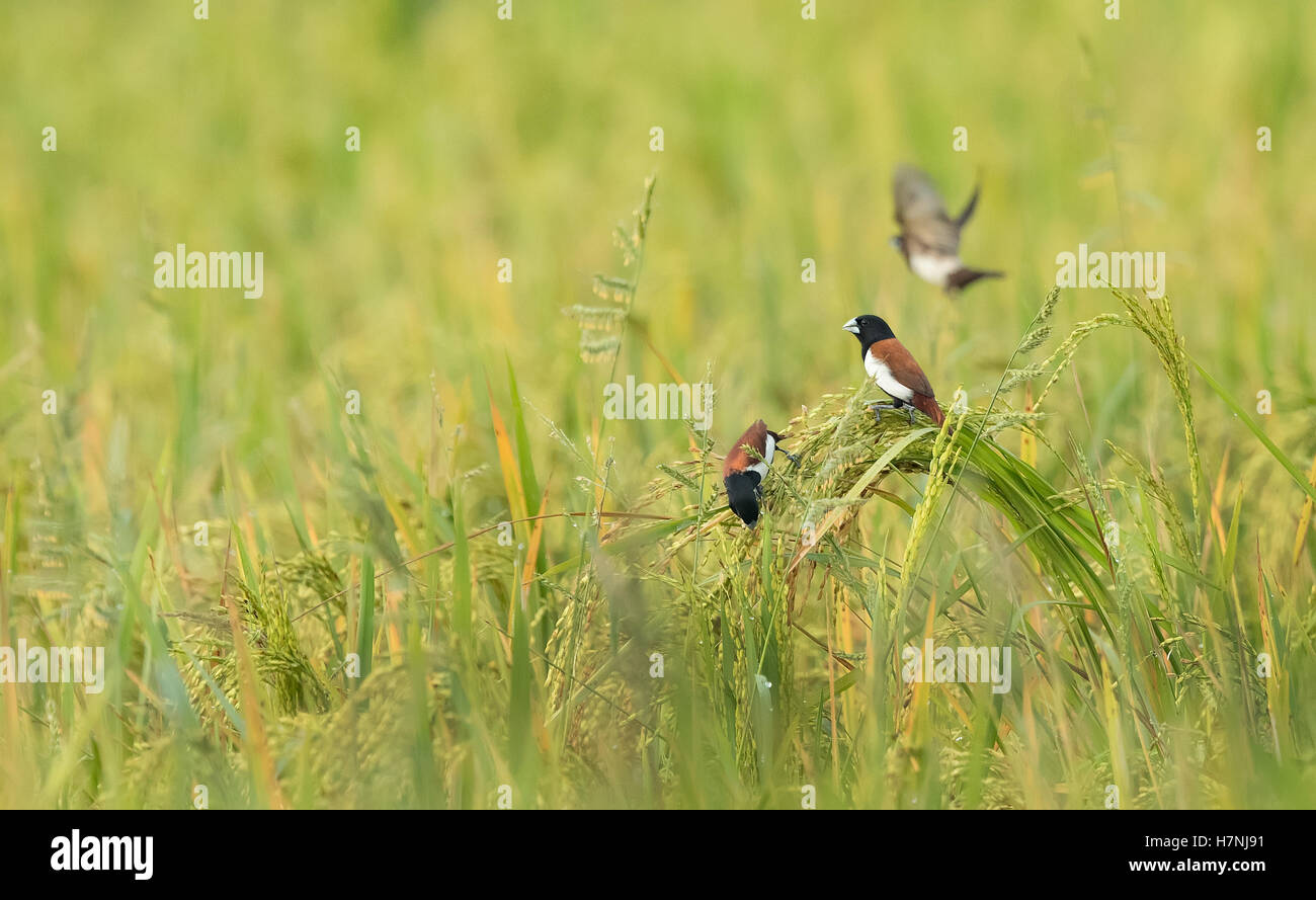 Flock spotted munia birds on hi-res stock photography and images - Alamy