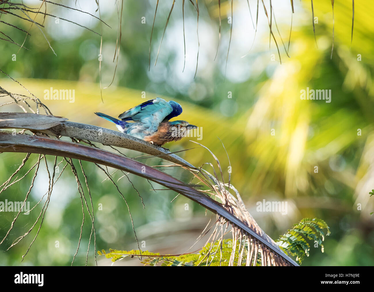The Indian roller , is a member of the roller family of birds. They are ...