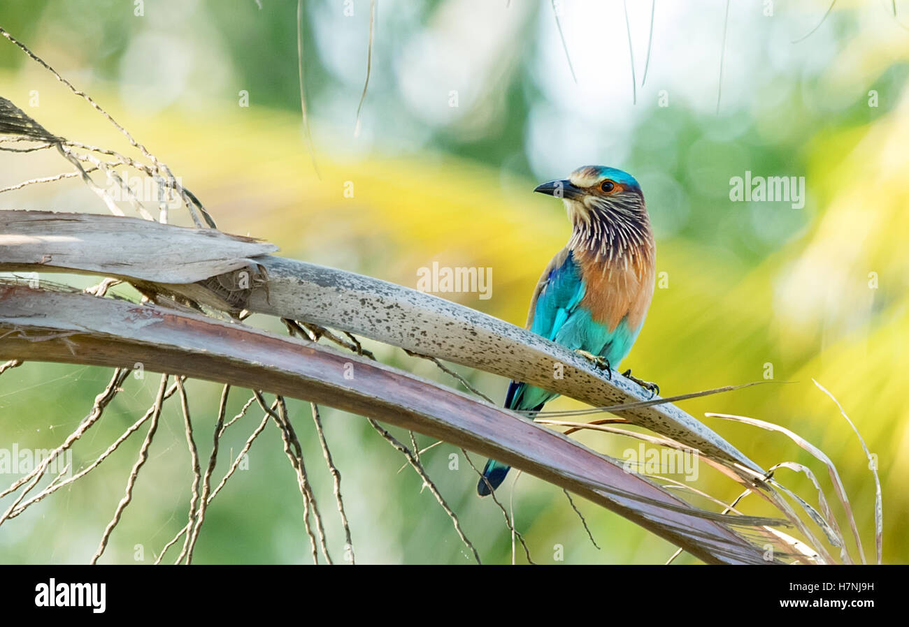 The Indian roller , is a member of the roller family of birds. They are ...